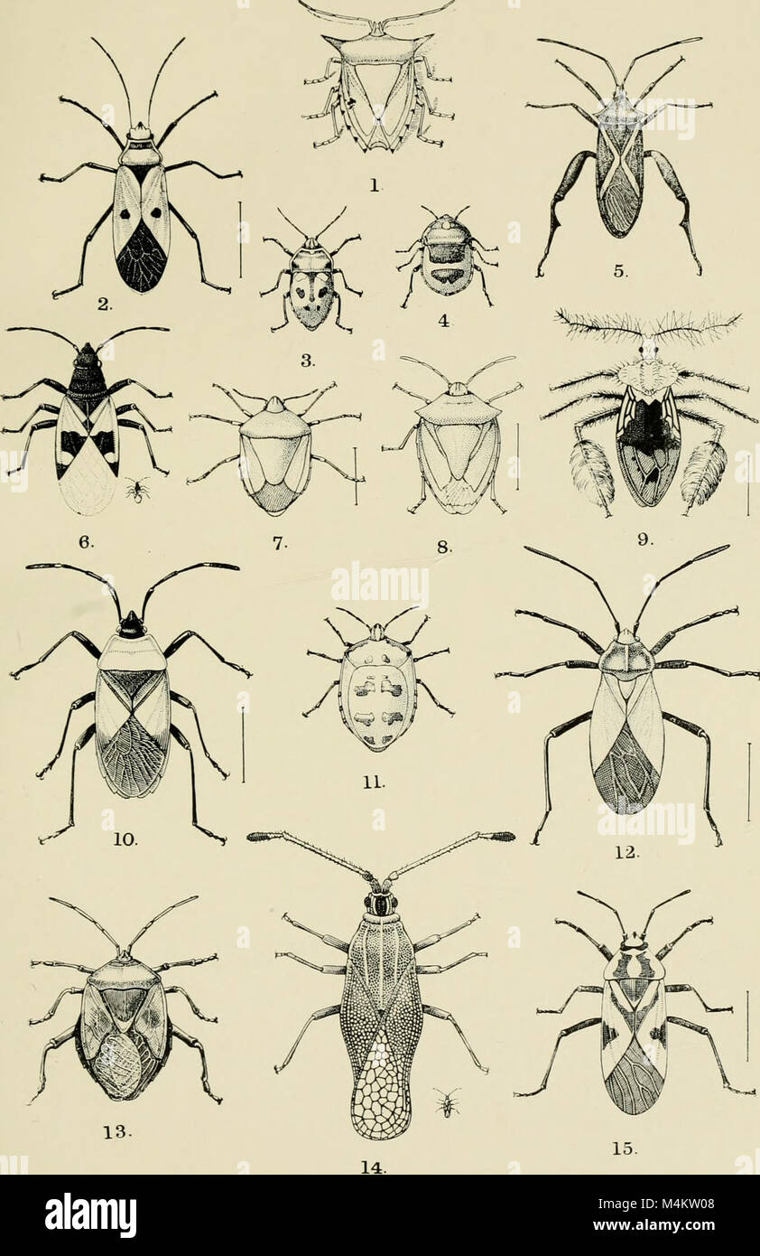 Australian insects (1907) (19727870184 Stock Photo - Alamy