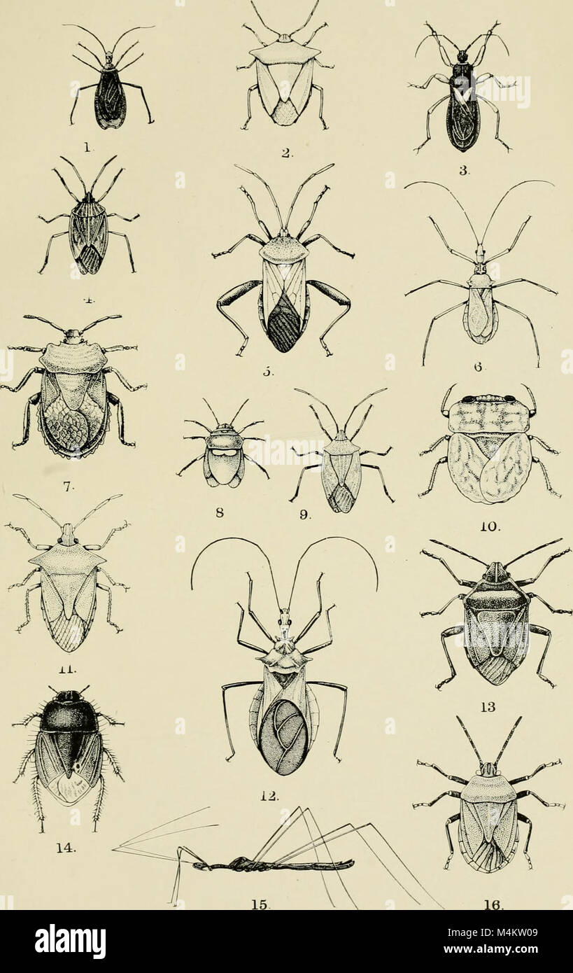 Australian insects (1907) (19727872574 Stock Photo - Alamy