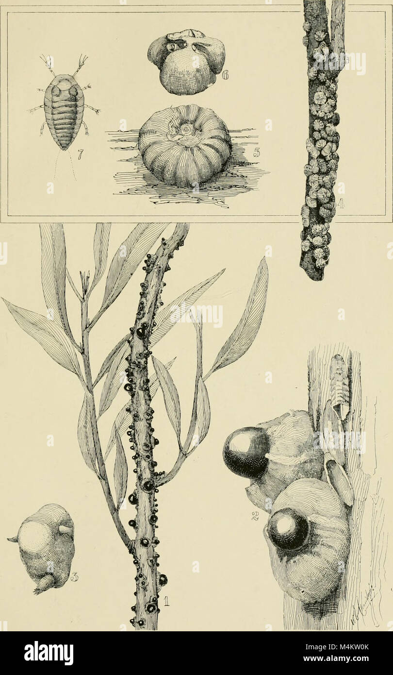 Australian insects (1907) (20162534780 Stock Photo - Alamy