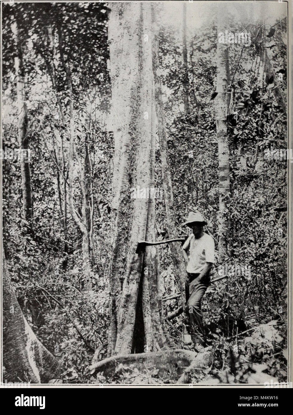 This 1929 publication focuses on Australian rainforest trees that are ...