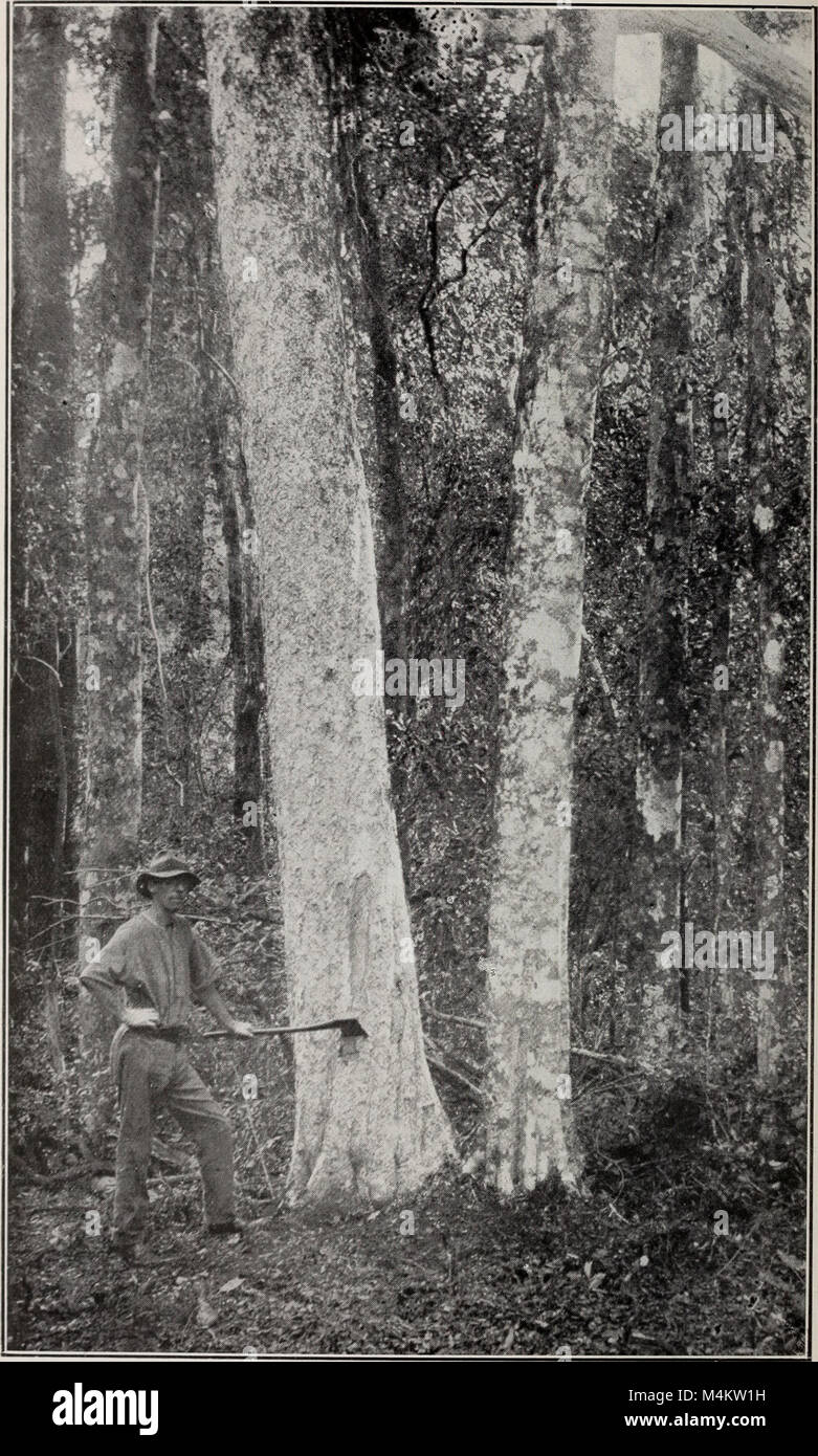 Australian rain-forest trees, excluding the species confined to the ...