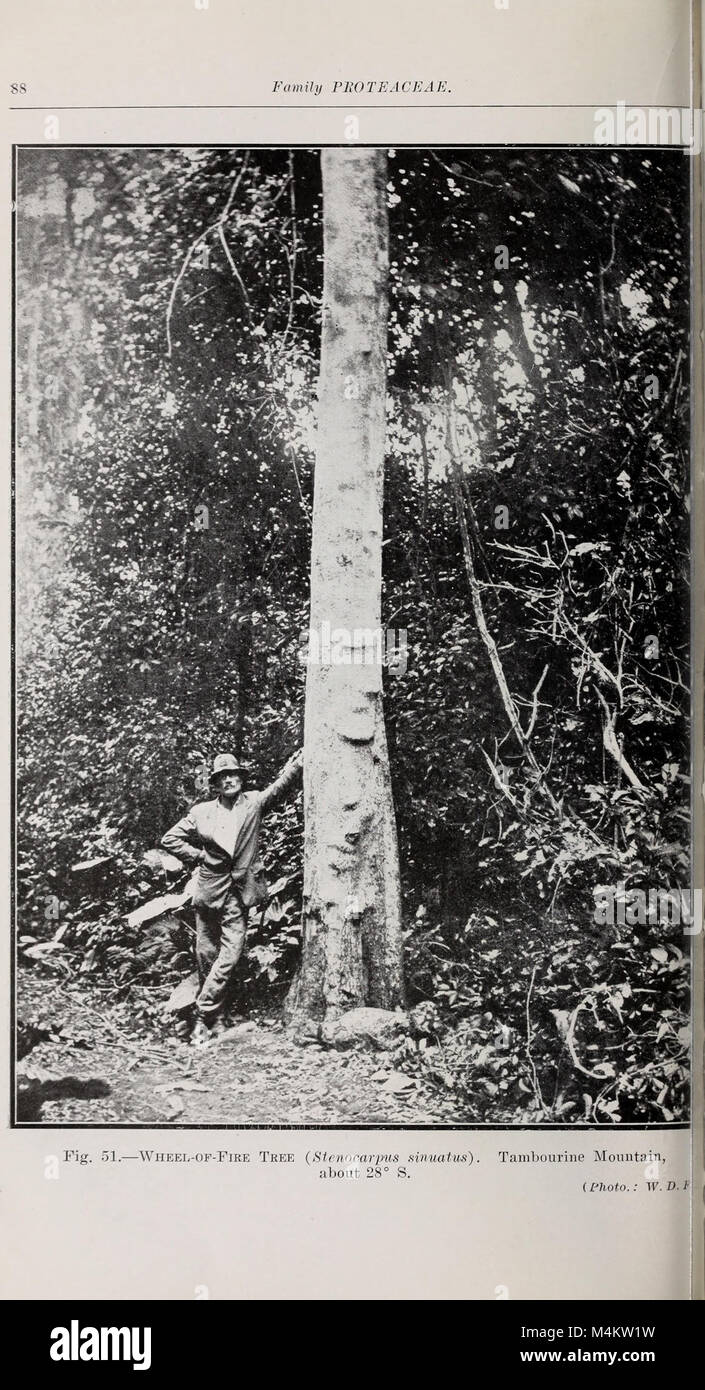 Australian rain-forest trees, excluding the species confined to the ...