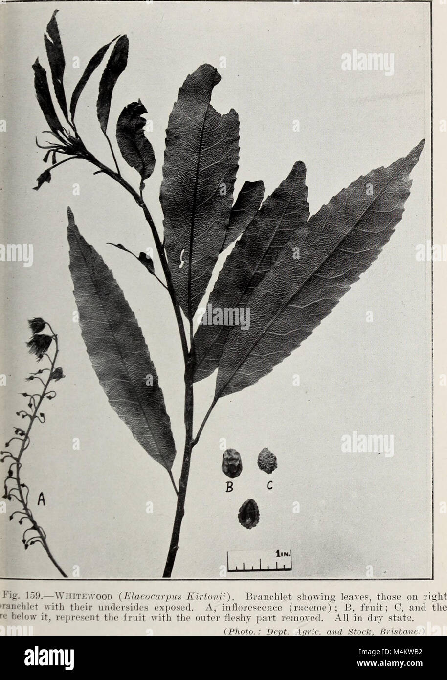 *Australian Rain-Forest Trees* (1929) details the diverse range of tree ...