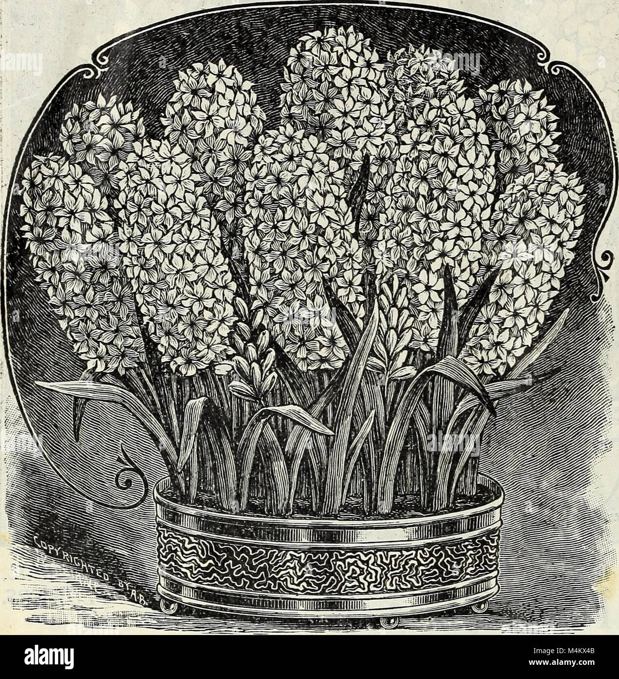 Autumn 1900 - our new guide to rose culture (1900) (20356975571 Stock ...