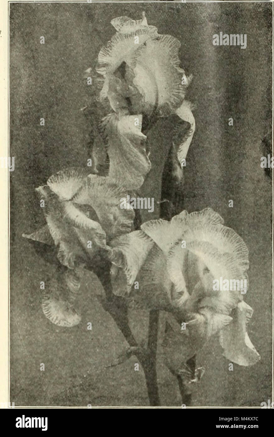 The *Autumn Catalogue* from *W.W. Rawson and Co.* (1905) presents a ...