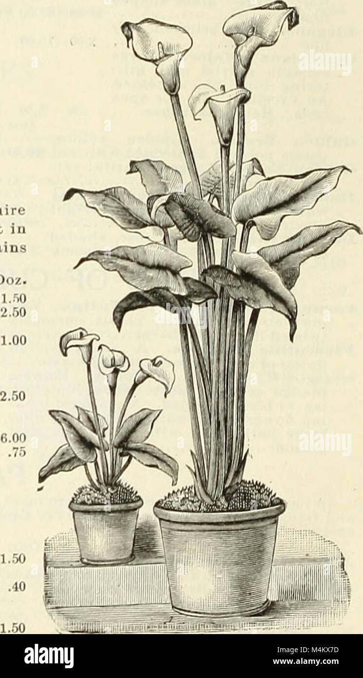 The 1905 autumn catalogue from W.W. Rawson & Co. offers a variety of ...