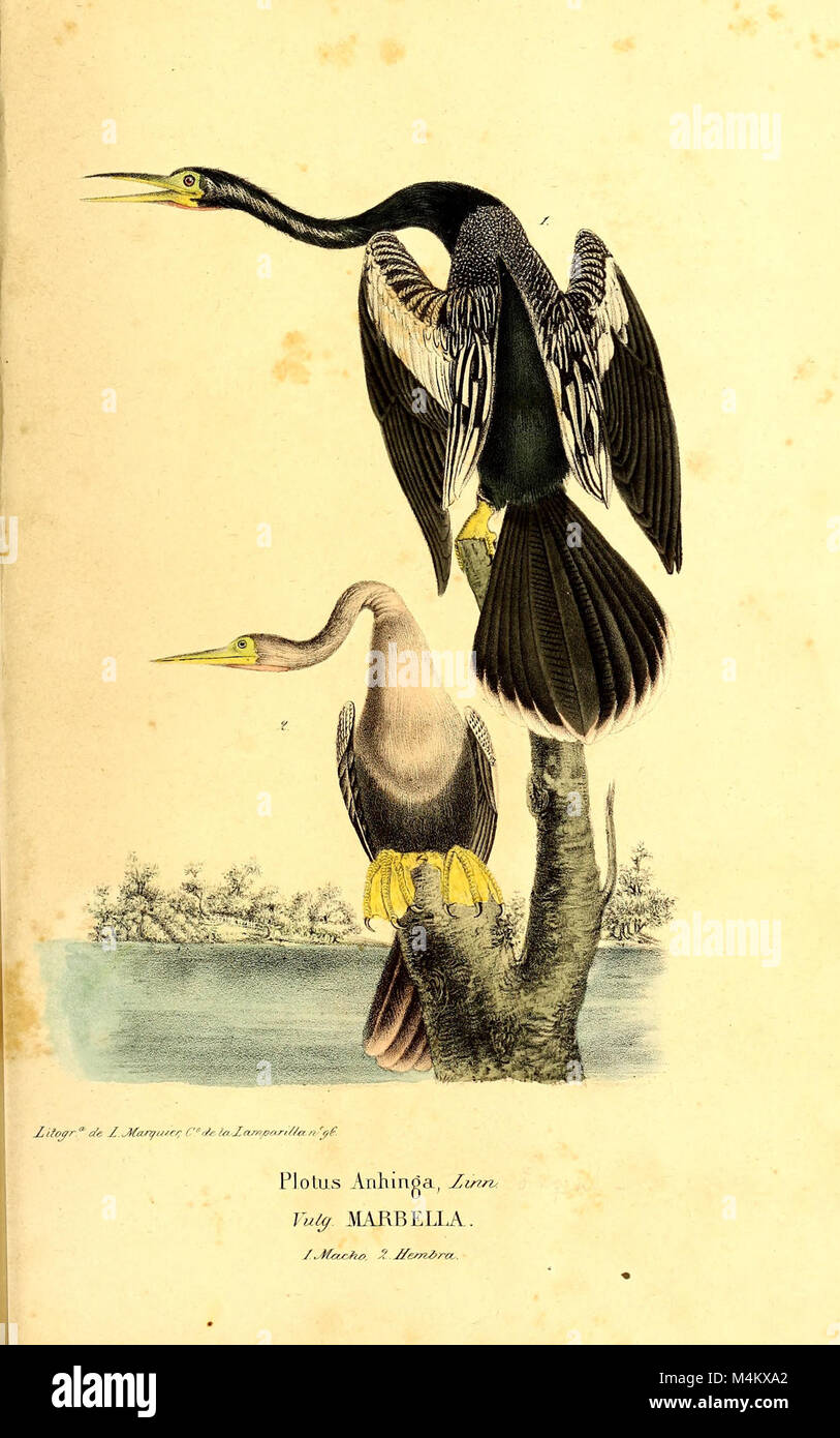 'Aves de la Isla de Cuba' (1850) is an ornithological study documenting ...