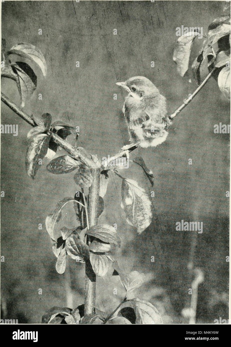 'Baby Birds at Home' (1912) focuses on the early stages of bird ...