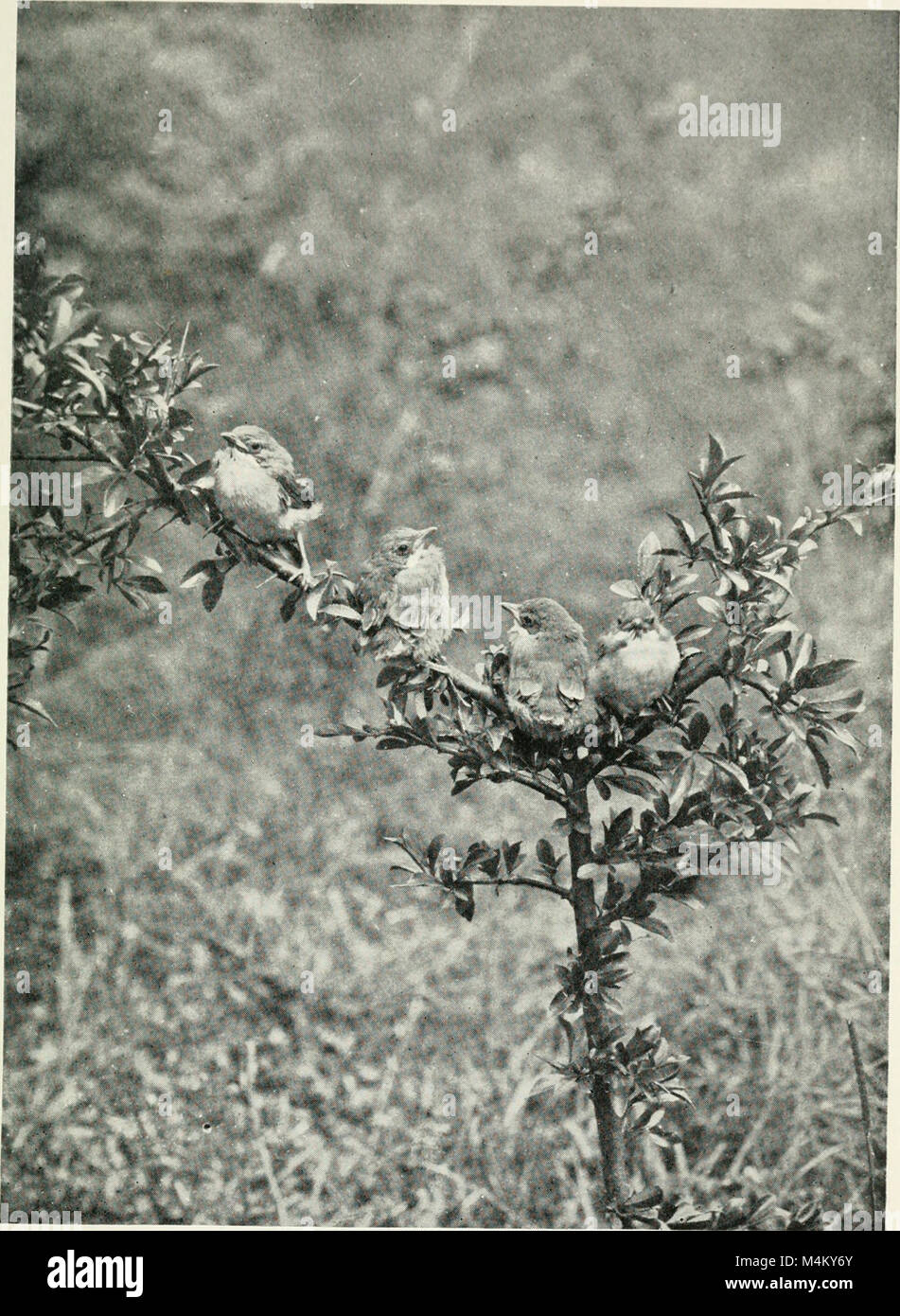 *Baby Birds at Home* (1912) provides insight into the care and behavior ...