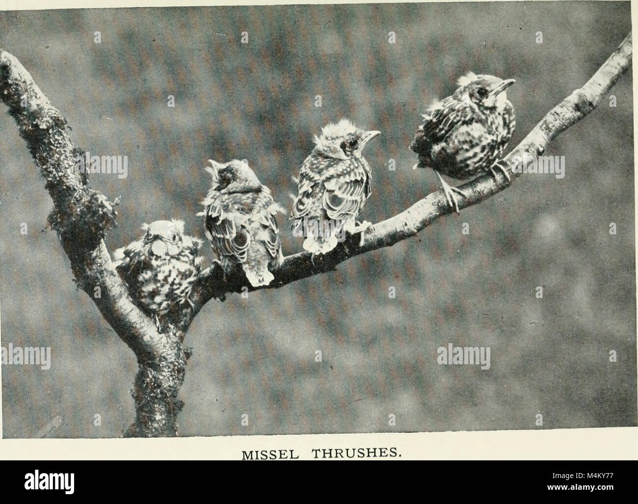 'Baby Birds at Home' (1912) offers guidance on caring for baby birds in ...