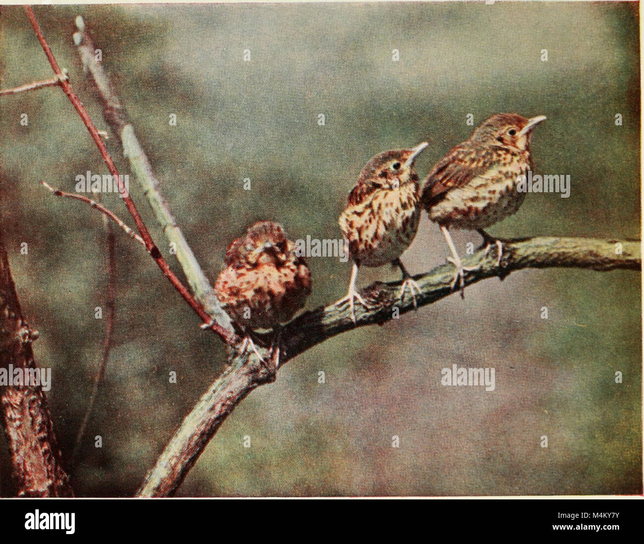 'Baby Birds at Home' (1912) provides a detailed look at the early ...
