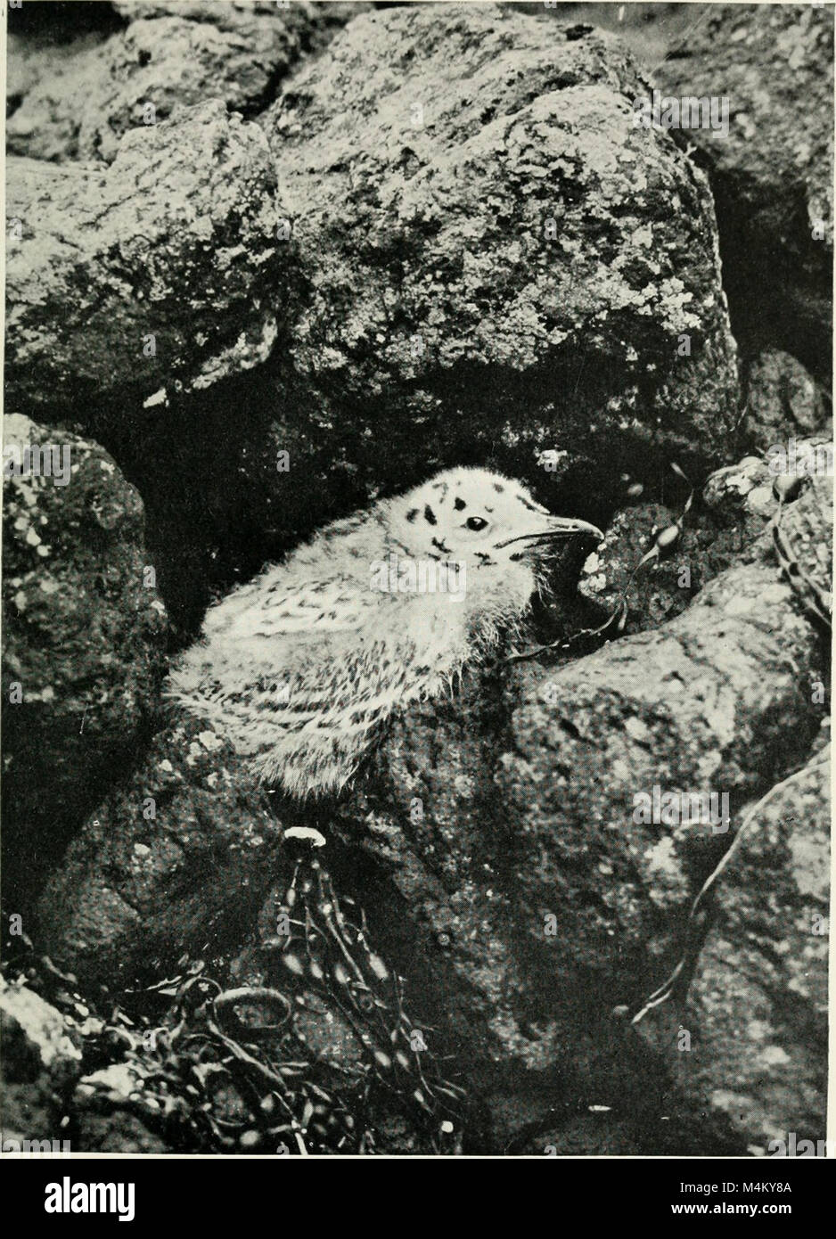 *Baby Birds at Home* (1912) is a guide on the care and nurturing of ...