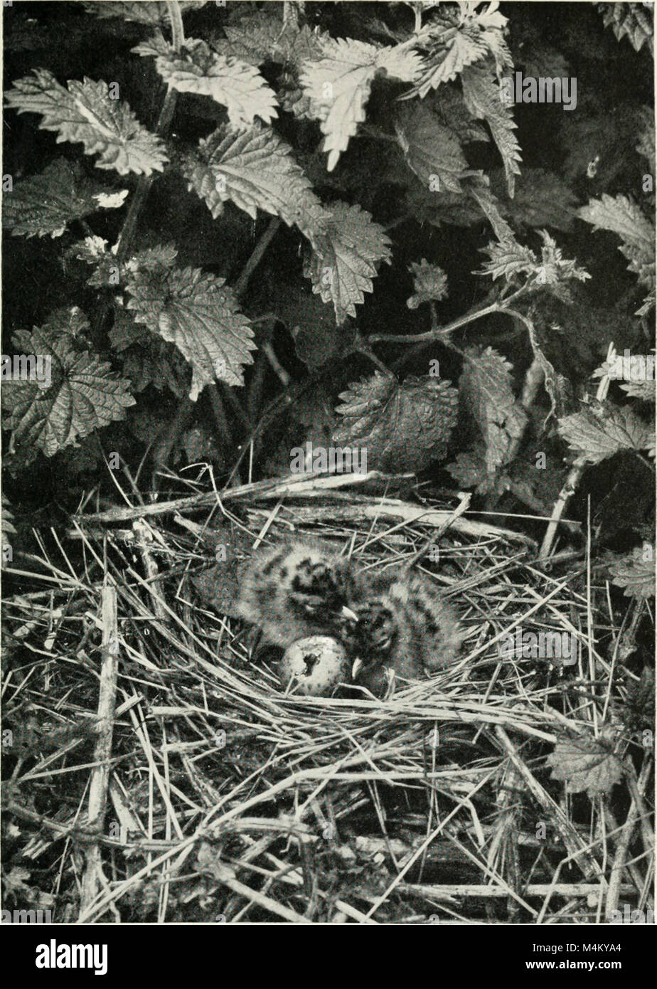 'Baby Birds at Home' (1912) offers an insightful look into the care and ...