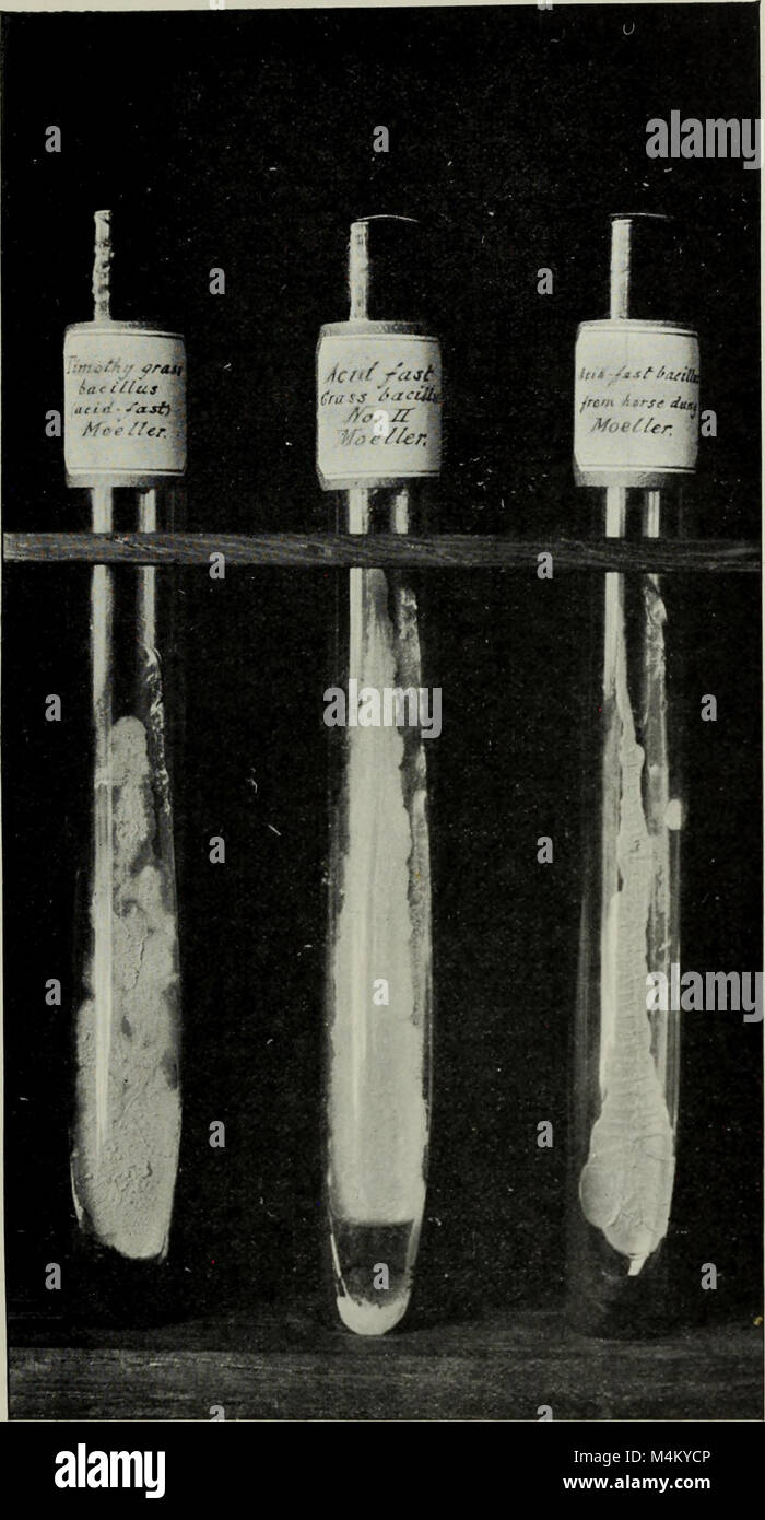 Bacteriology and the public health (1904) (20344499772 Stock Photo - Alamy