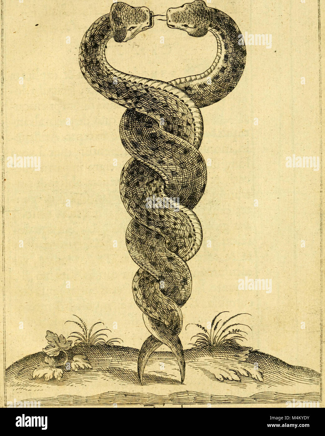 'De admirabili viperae natura' (1603) is a treatise by Baldi Angeli ...
