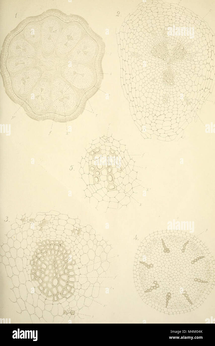 Of plant anatomy within botanical science hi-res stock photography and ...