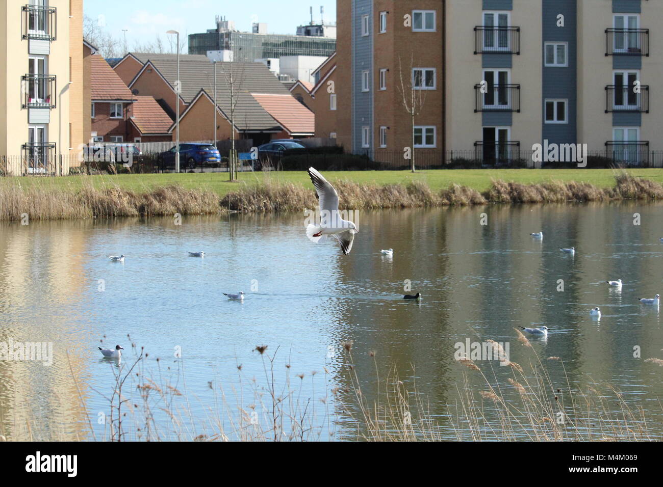 Gull in flight over lakes at Gloucester Park, Basildon. Essex. A flight ...