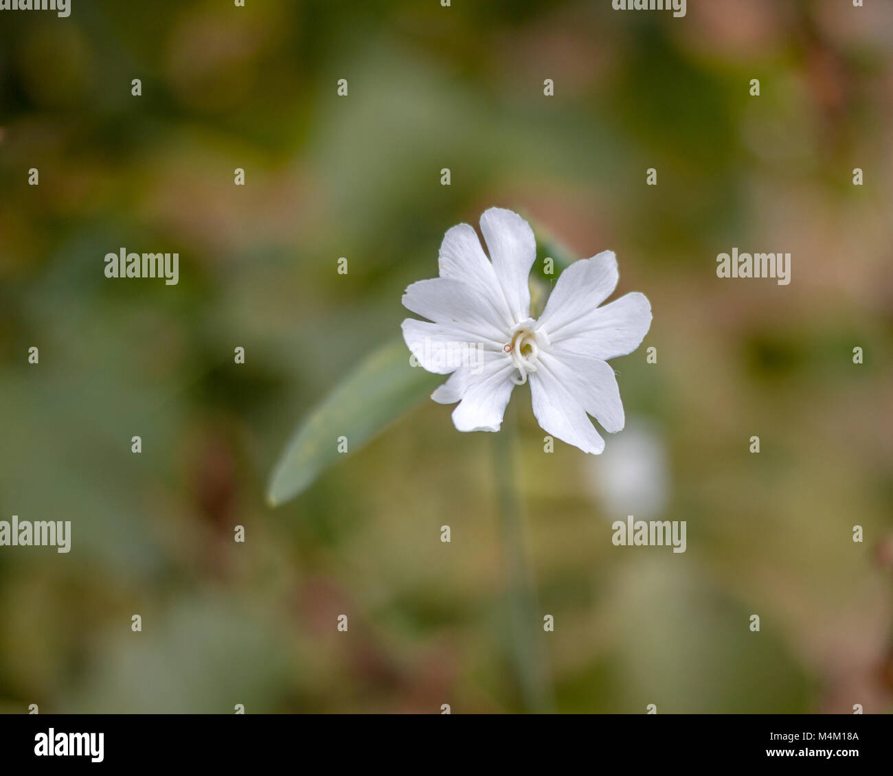 White Campion in Montana. White flower Silene latifolia, Melandrium ...