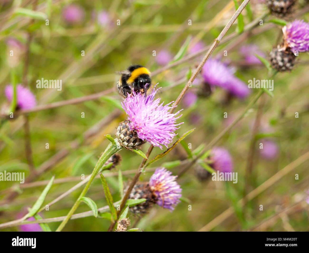 Single honey bee hi-res stock photography and images - Alamy