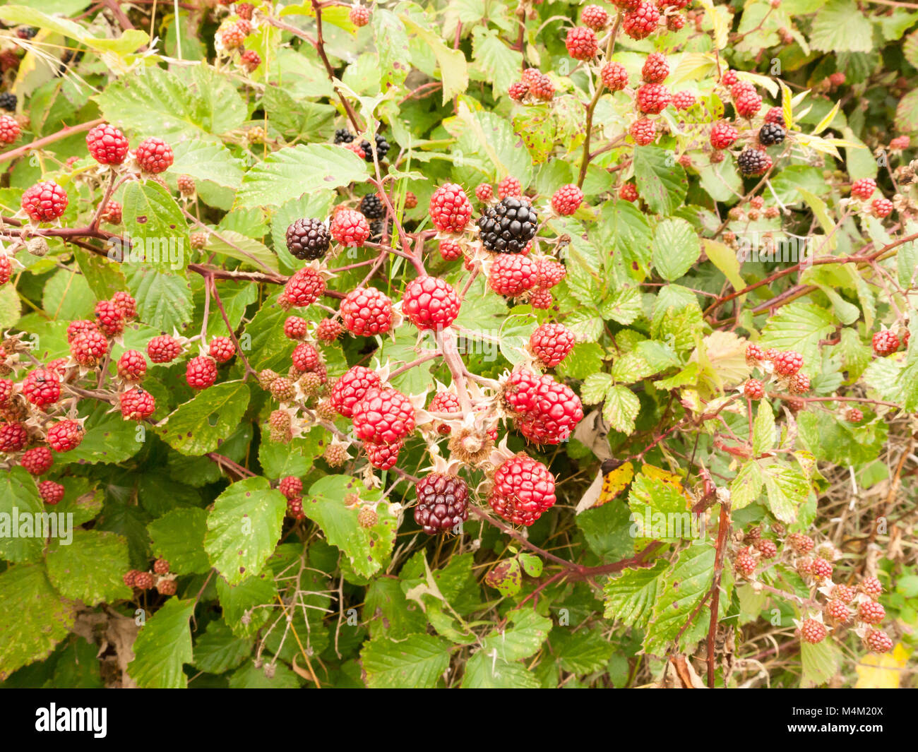 Black red blackberries on hi-res stock photography and images - Alamy