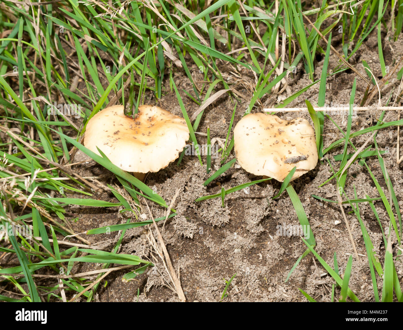 two white mushroom caps on the grass floor Stock Photo - Alamy