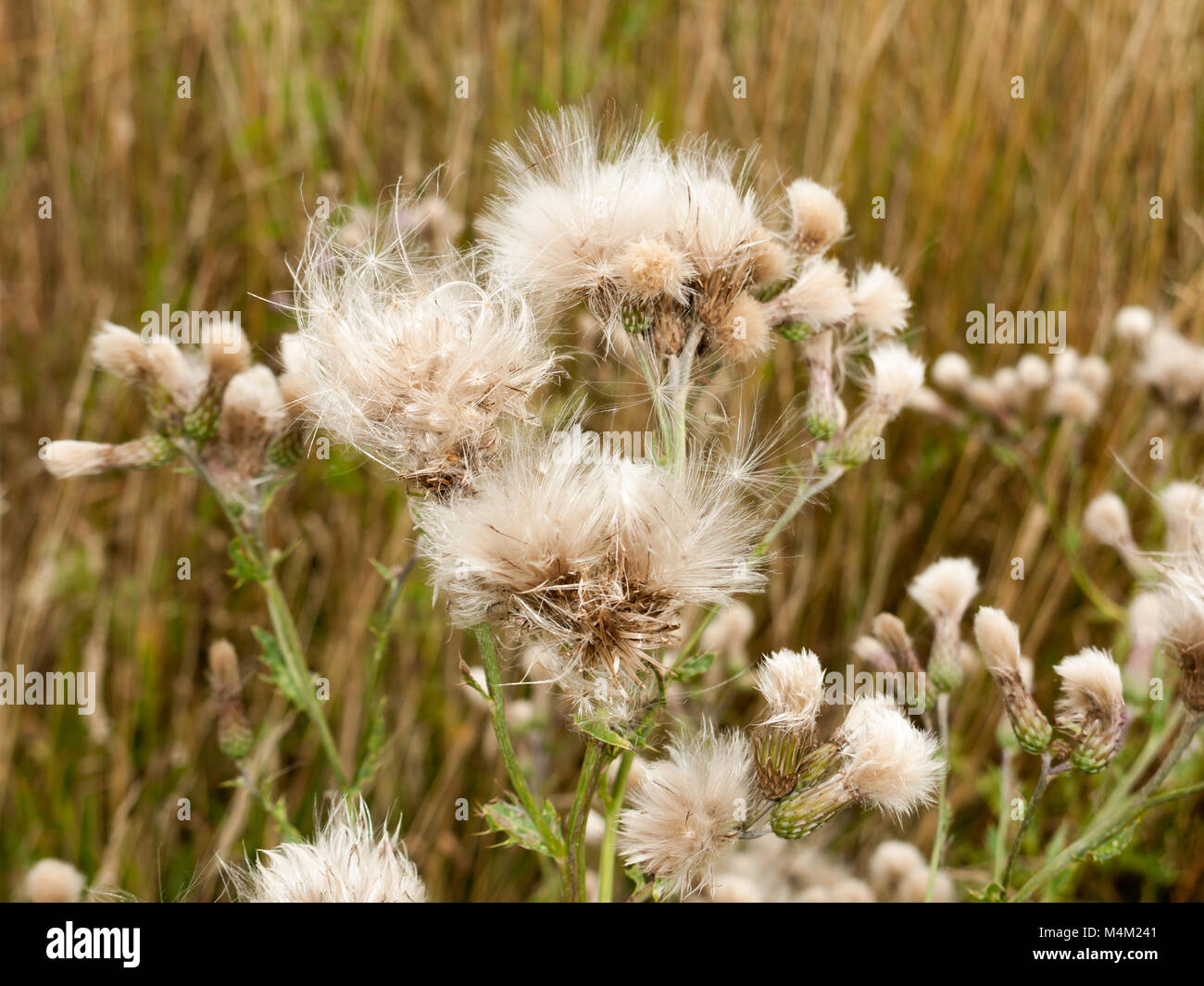 Fluff thistle hi-res stock photography and images - Alamy