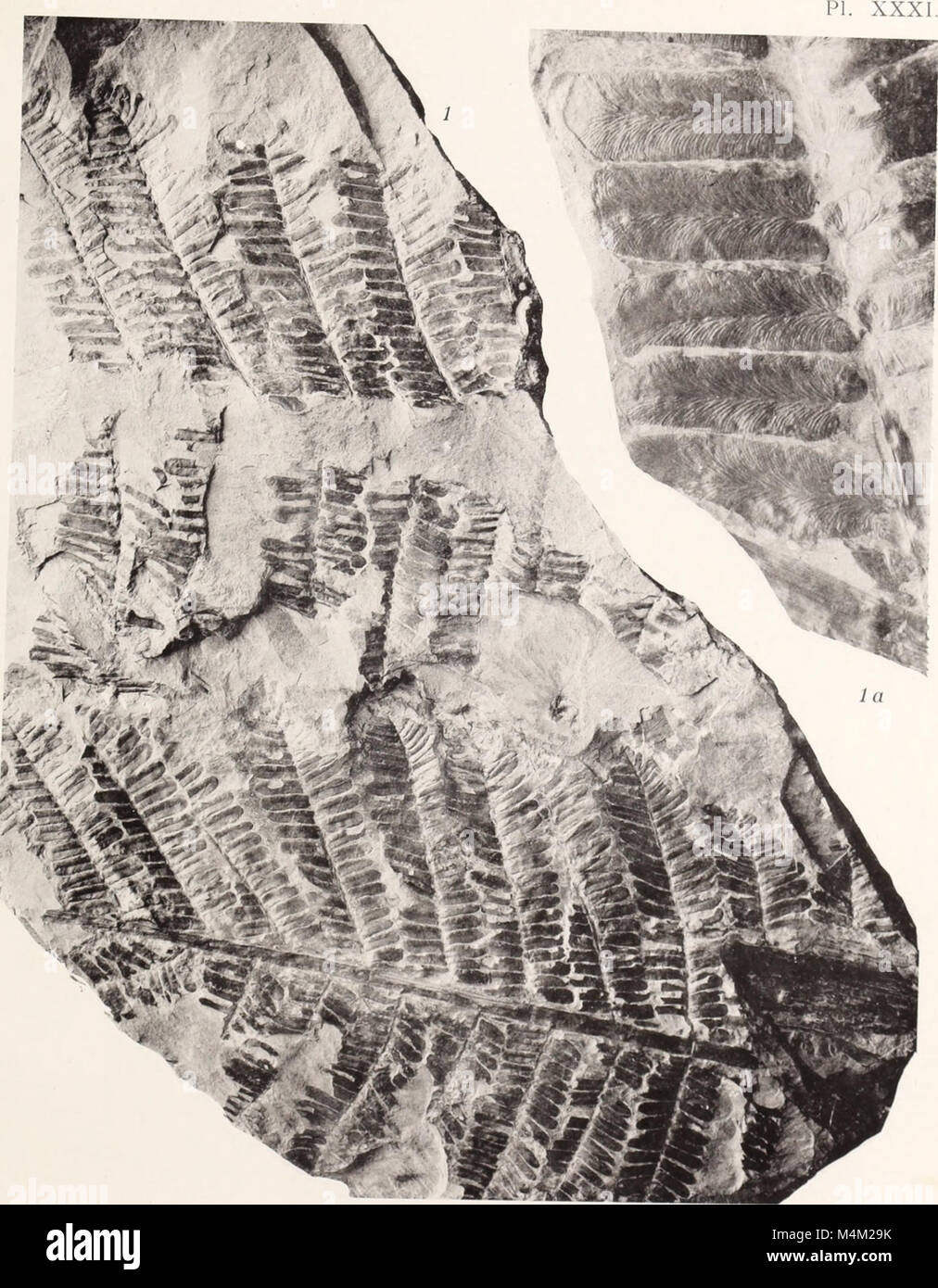 This 1902 work details the coal basin and Permian period geology of ...