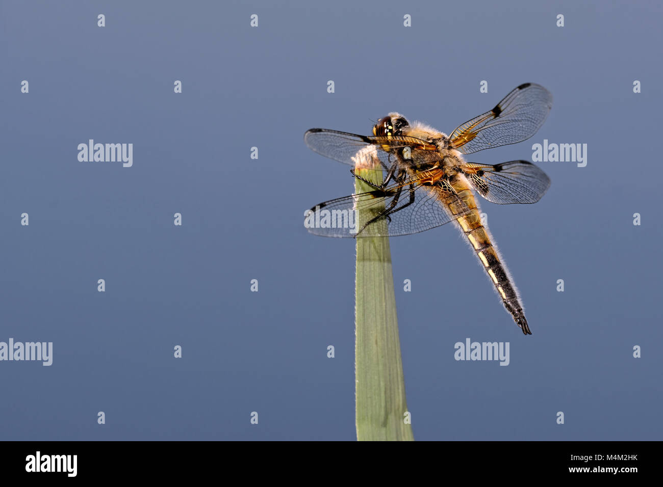 Yellow black spotted body hi-res stock photography and images - Alamy