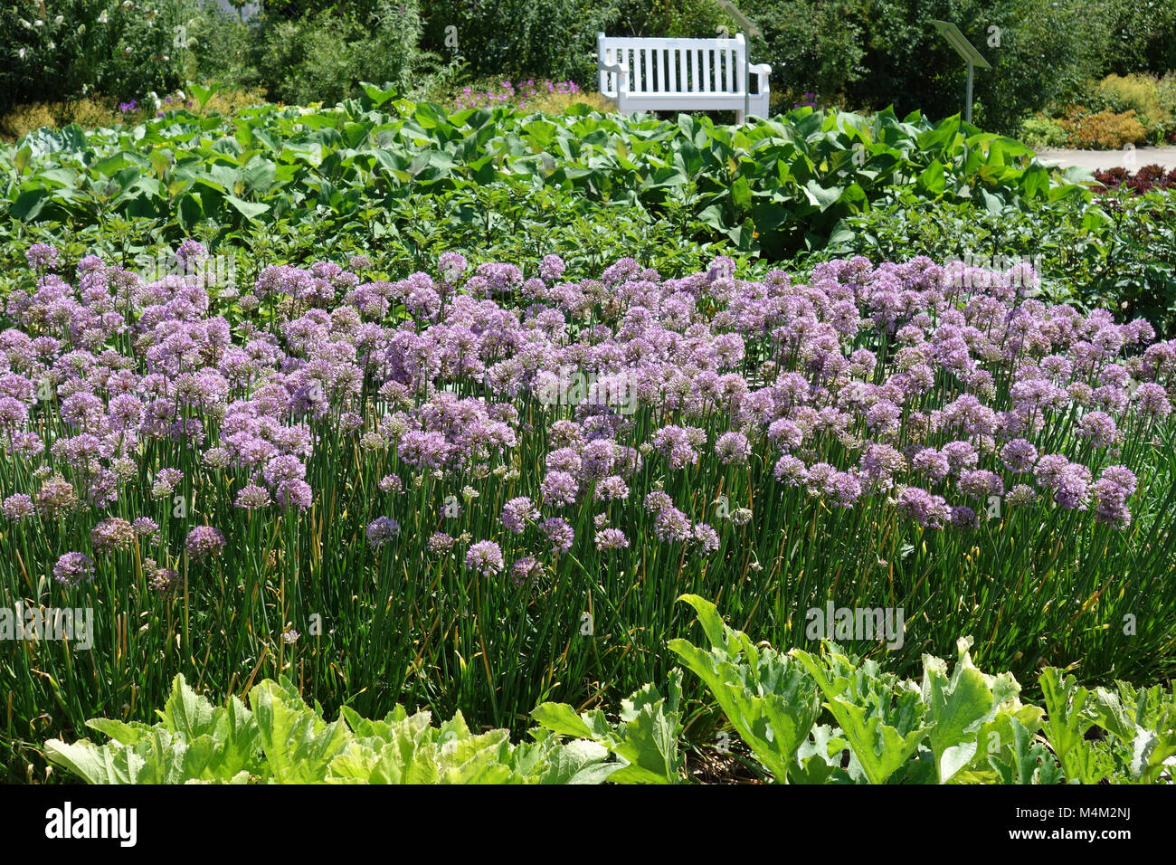 Allium tuberosum, chinese leek Stock Photo - Alamy