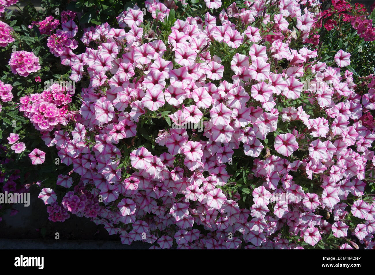 Calibrachoa Cultivars Colibri Pink Lace Stock Photo - Alamy