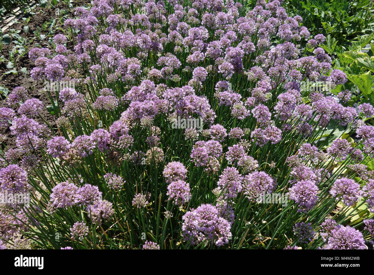 Allium tuberosum, chinese leek Stock Photo - Alamy