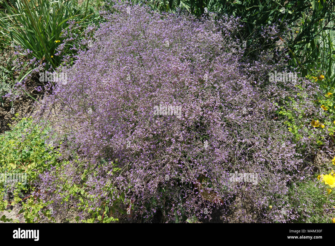 Limonium latifolium, sea lavender Stock Photo - Alamy