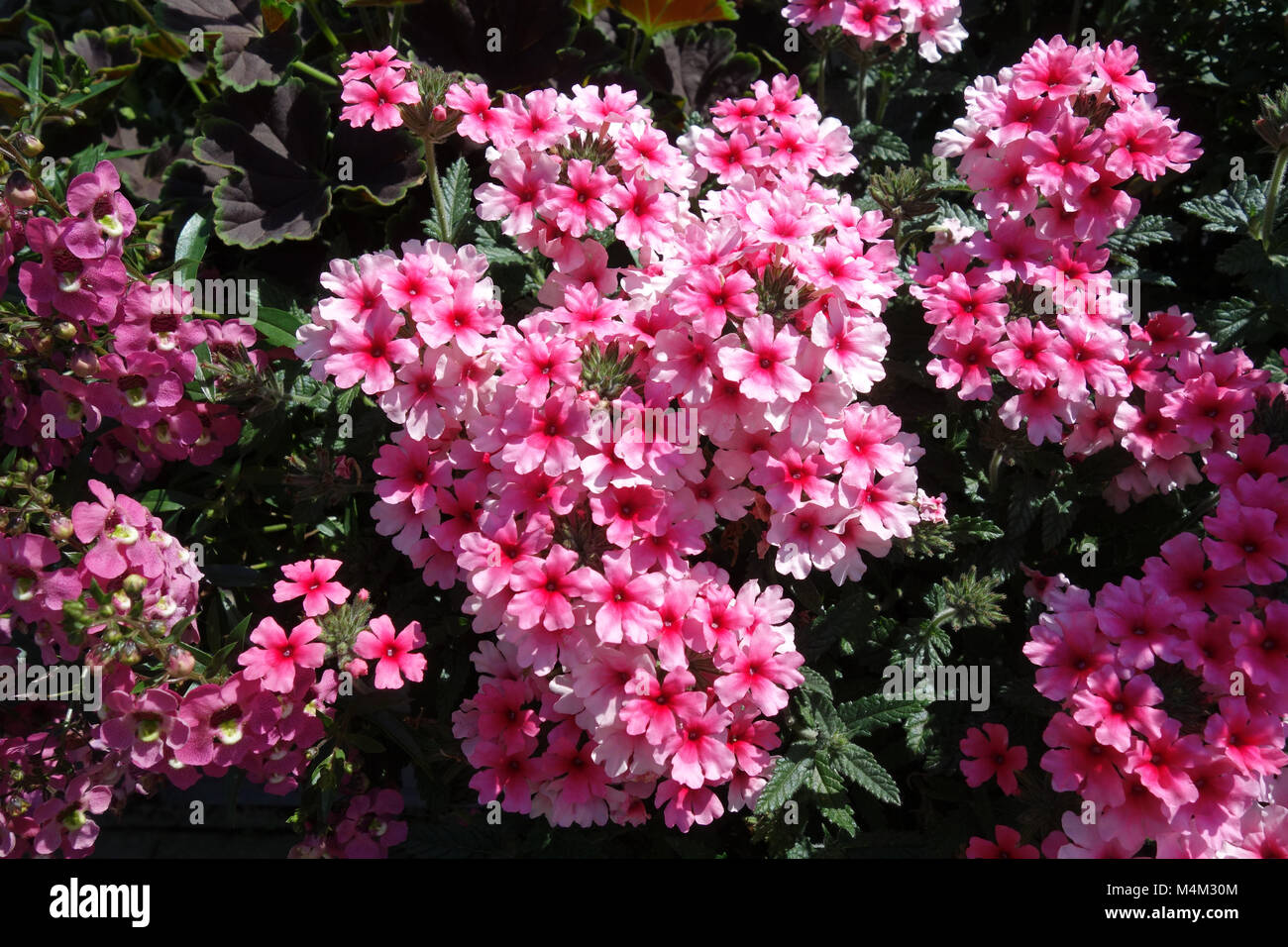 Verbena Cultivars Pop Mango Pink, vervain Stock Photo - Alamy