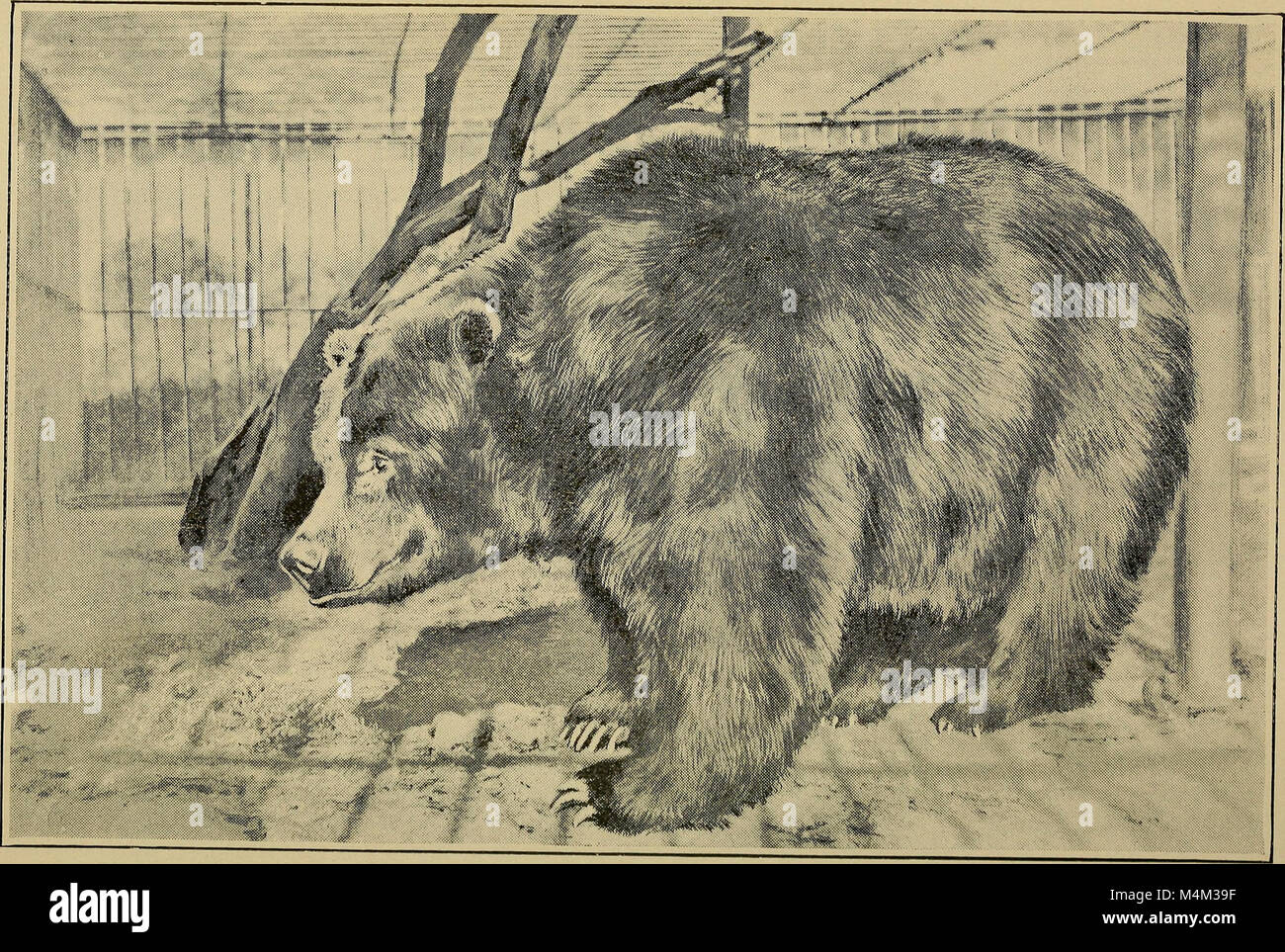 This 1903 publication recounts encounters with bears, detailing the ...
