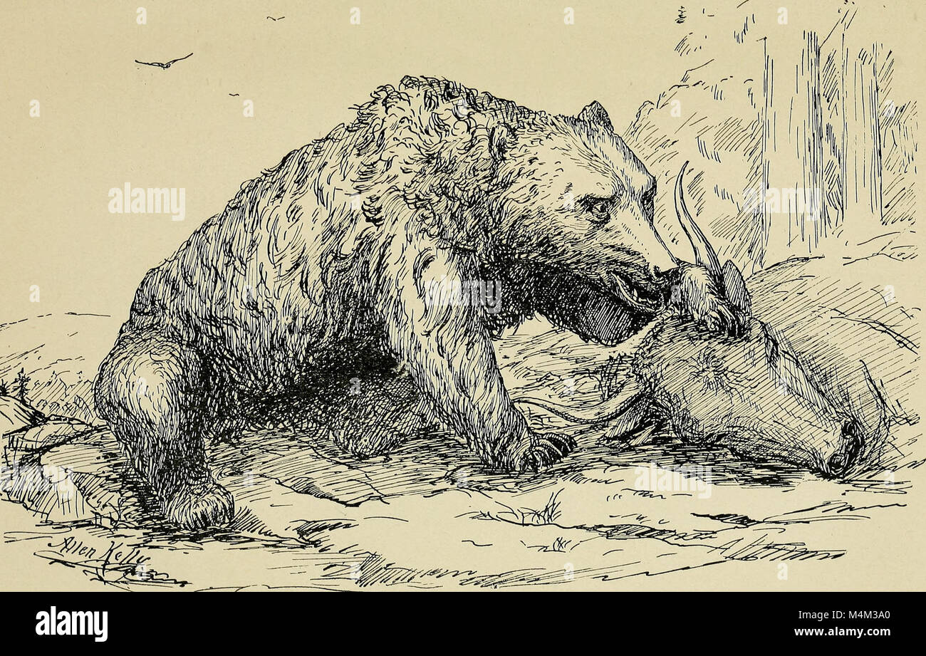 A 1903 memoir recounting encounters with bears, written from the ...