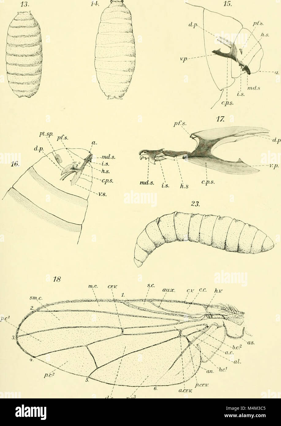 The 'Annals of Applied Biology' (1914-1915) presents scientific ...