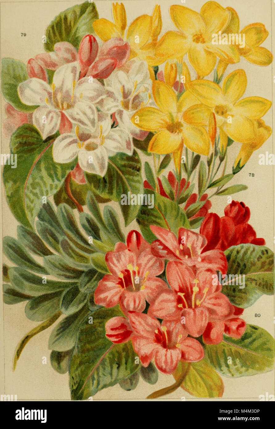 Beautiful flowering trees and shrubs for British and Irish gardens ...