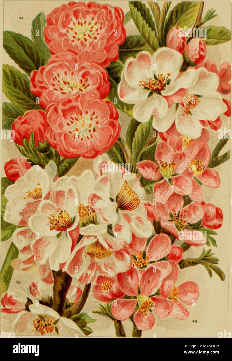 Beautiful flowering trees and shrubs for British and Irish gardens ...