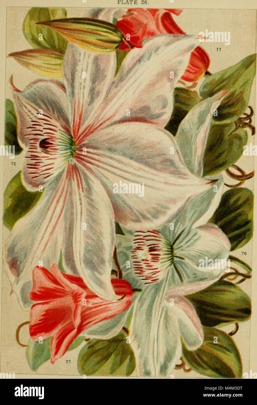 This 1903 guide highlights a variety of flowering trees and shrubs ...