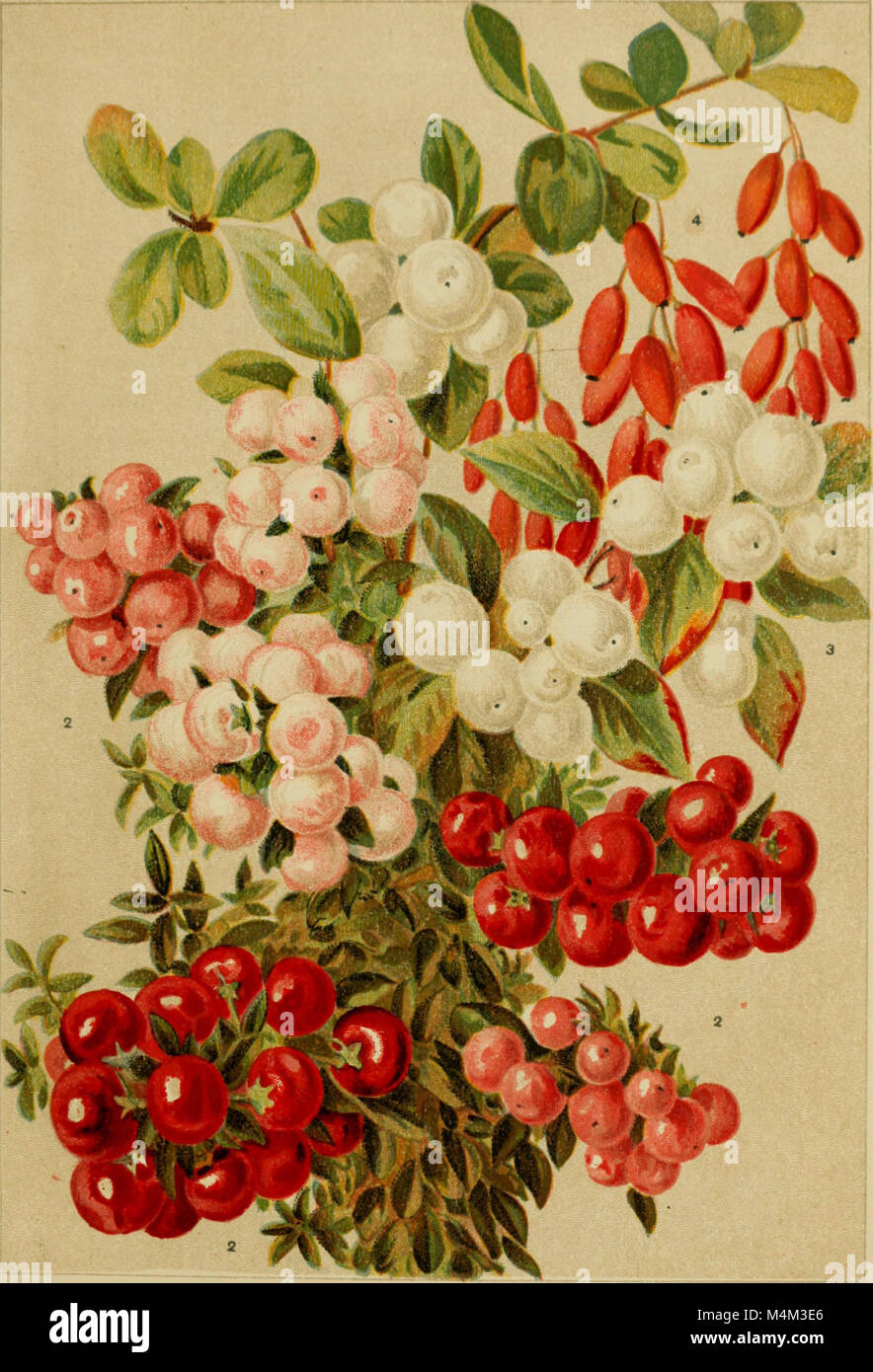 Beautiful flowering trees and shrubs for British and Irish gardens ...