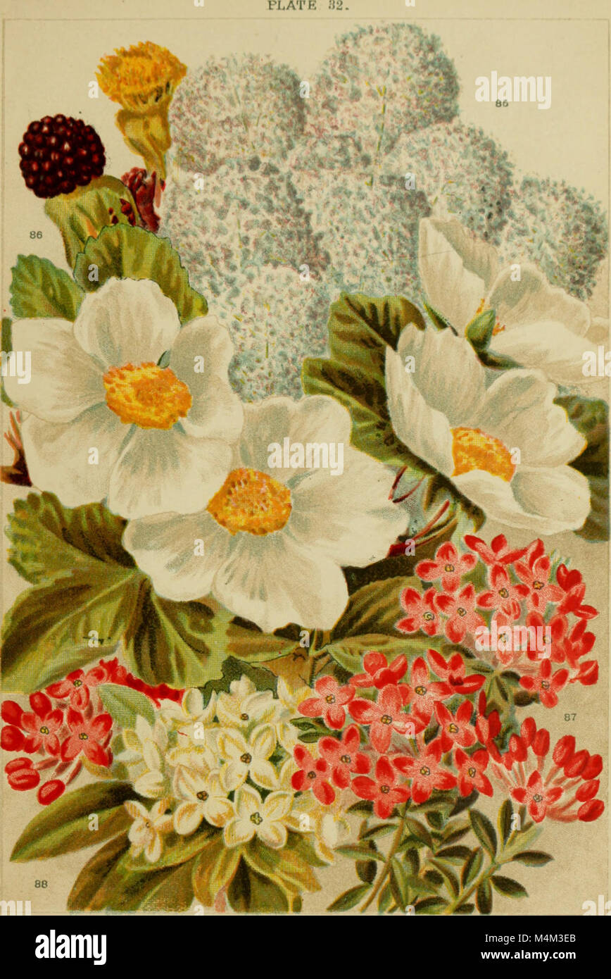 Beautiful flowering trees and shrubs for British and Irish gardens ...