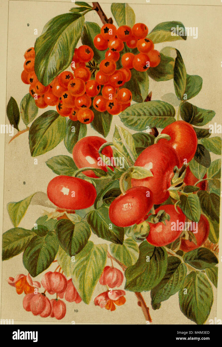Beautiful flowering trees and shrubs for British and Irish gardens ...