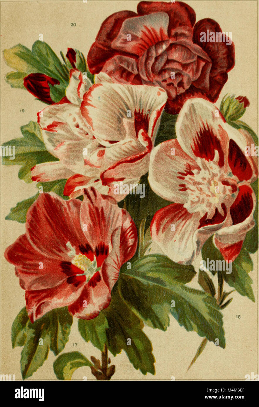 Beautiful flowering trees and shrubs for British and Irish gardens ...