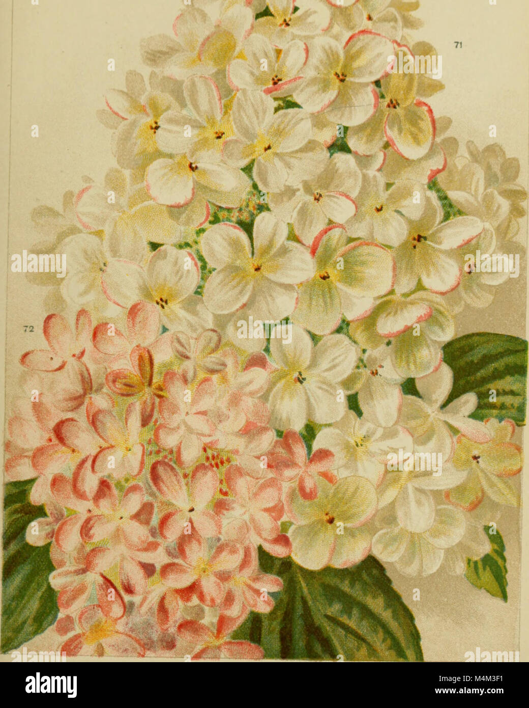 Beautiful flowering trees and shrubs for British and Irish gardens ...