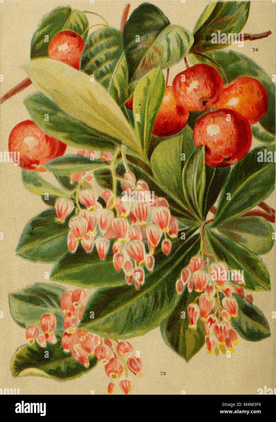 Beautiful flowering trees and shrubs for British and Irish gardens ...