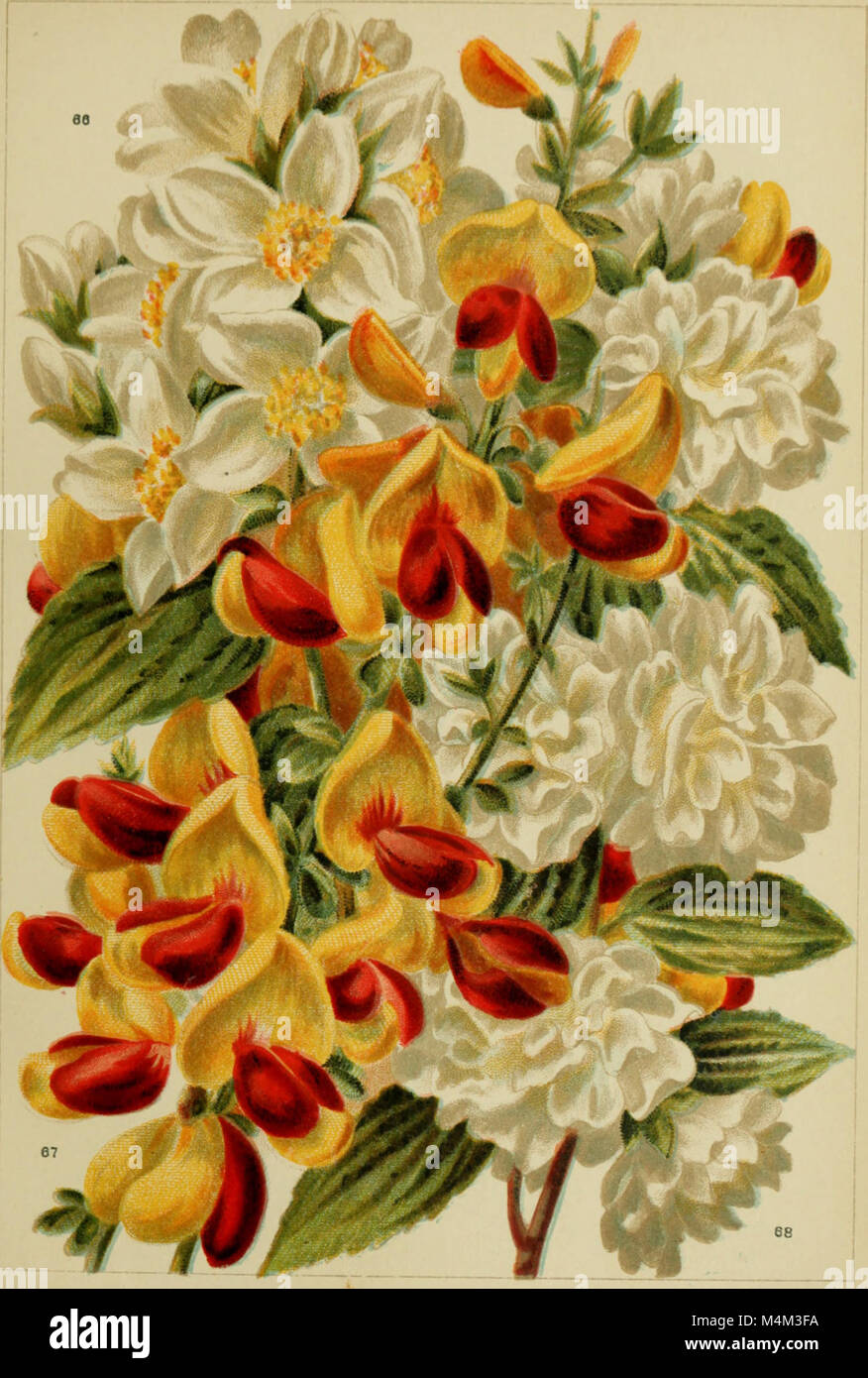 Beautiful flowering trees and shrubs for British and Irish gardens ...