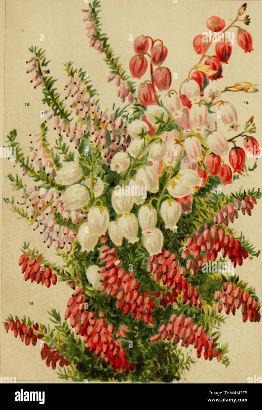 'Beautiful Flowering Trees and Shrubs for British and Irish Gardens ...