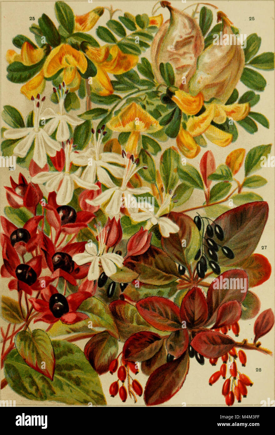 The 1903 publication 'Beautiful Flowering Trees and Shrubs for British ...