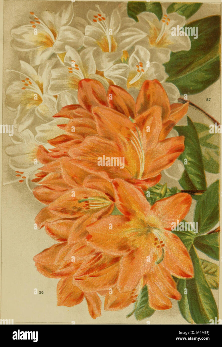 Beautiful flowering trees and shrubs for British and Irish gardens ...