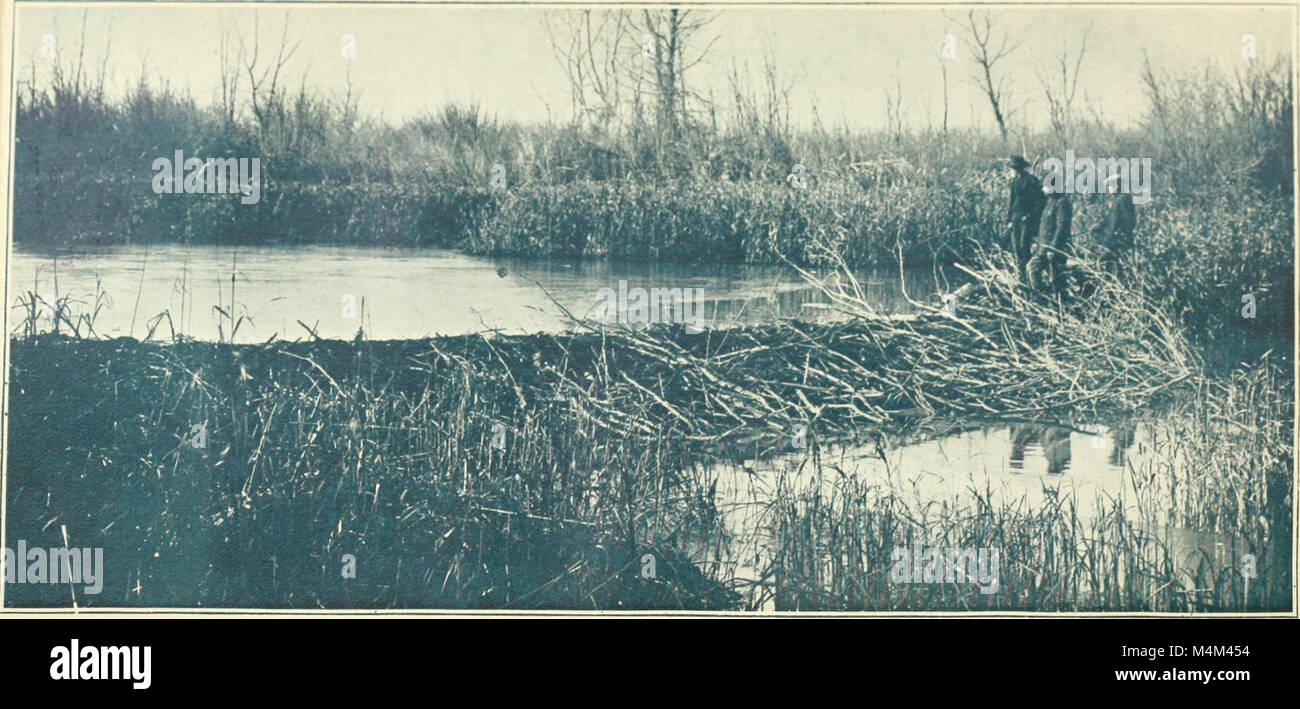 This 1904 publication, *Beavers, Their Ways*, explores the natural ...